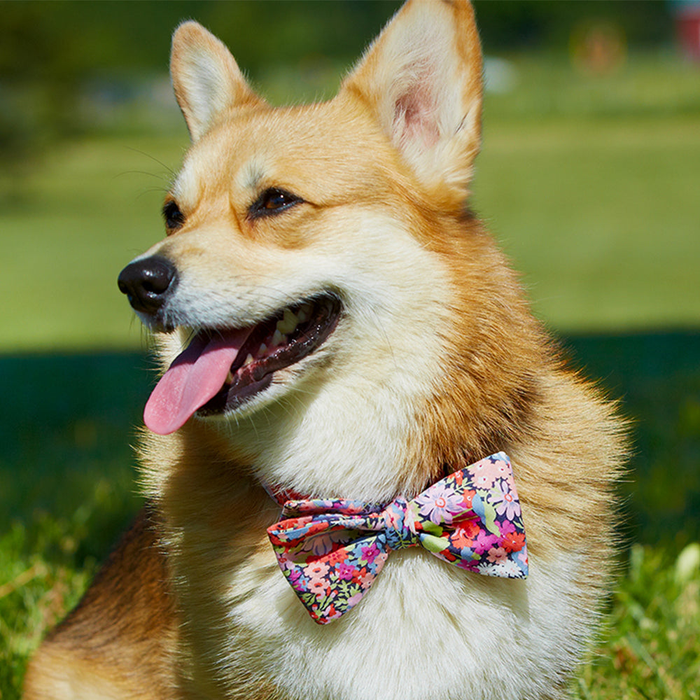 Gelda Dog Bow Ties by Beau Ties of Vermont