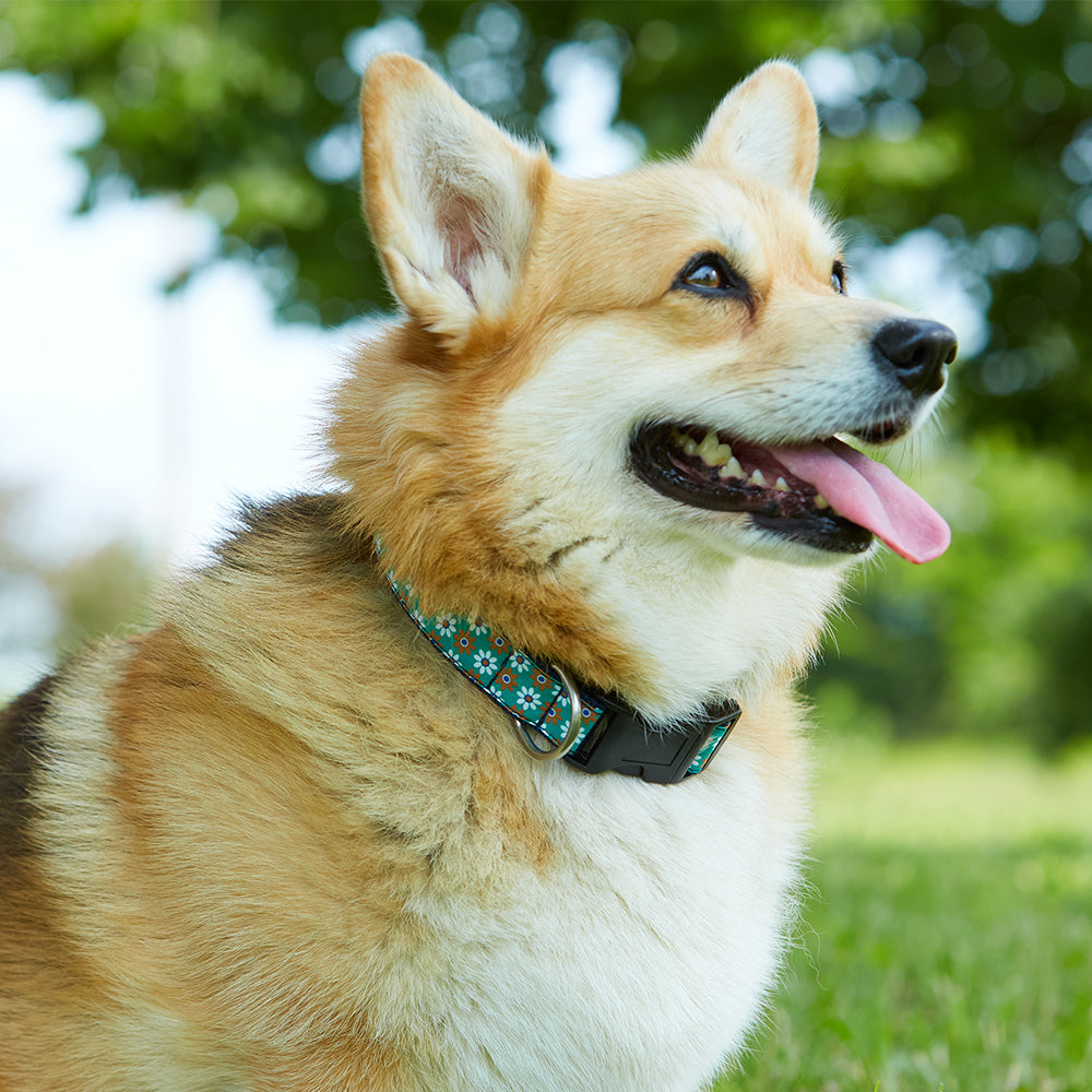 Zuma Beach Dog Collar by Beau Ties of Vermont