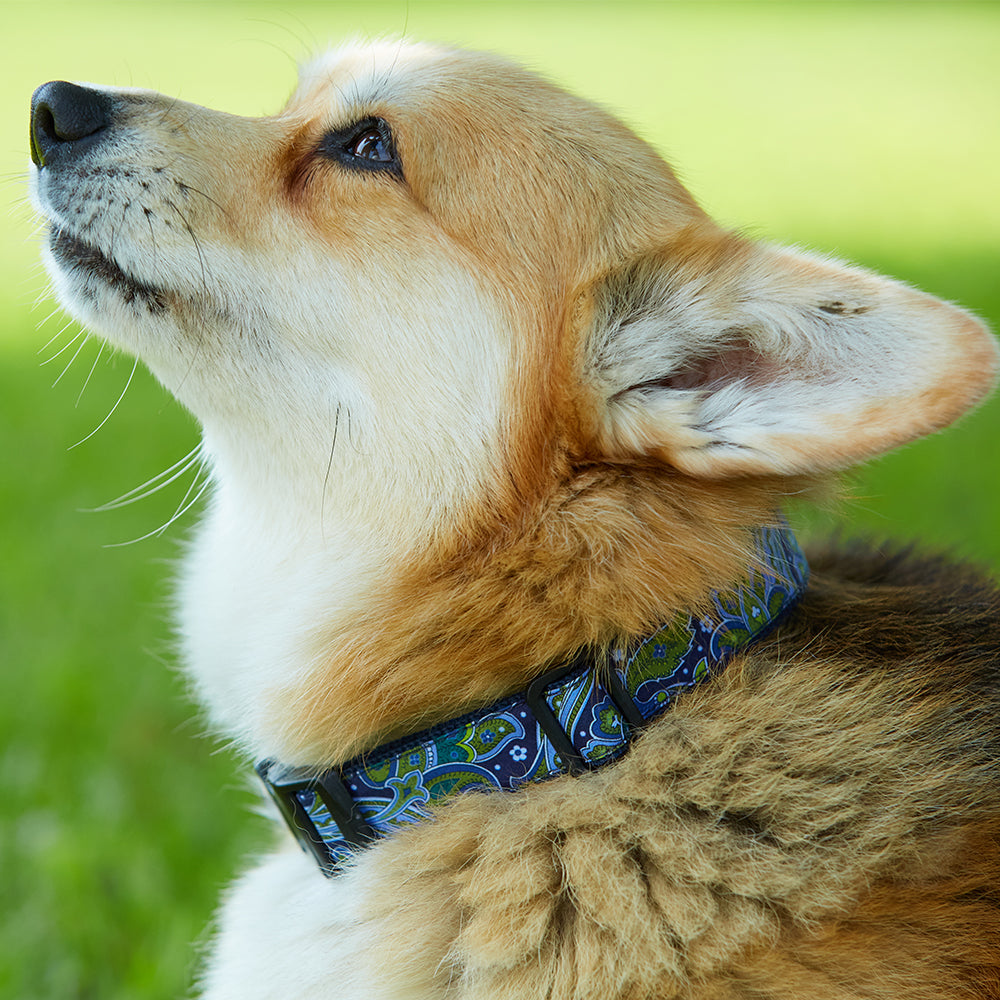 Bethany Beach Dog Collar by Beau Ties of Vermont